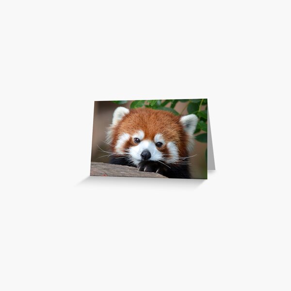 "Shy Red Panda" Greeting Card for Sale by sketchpoet | Redbubble