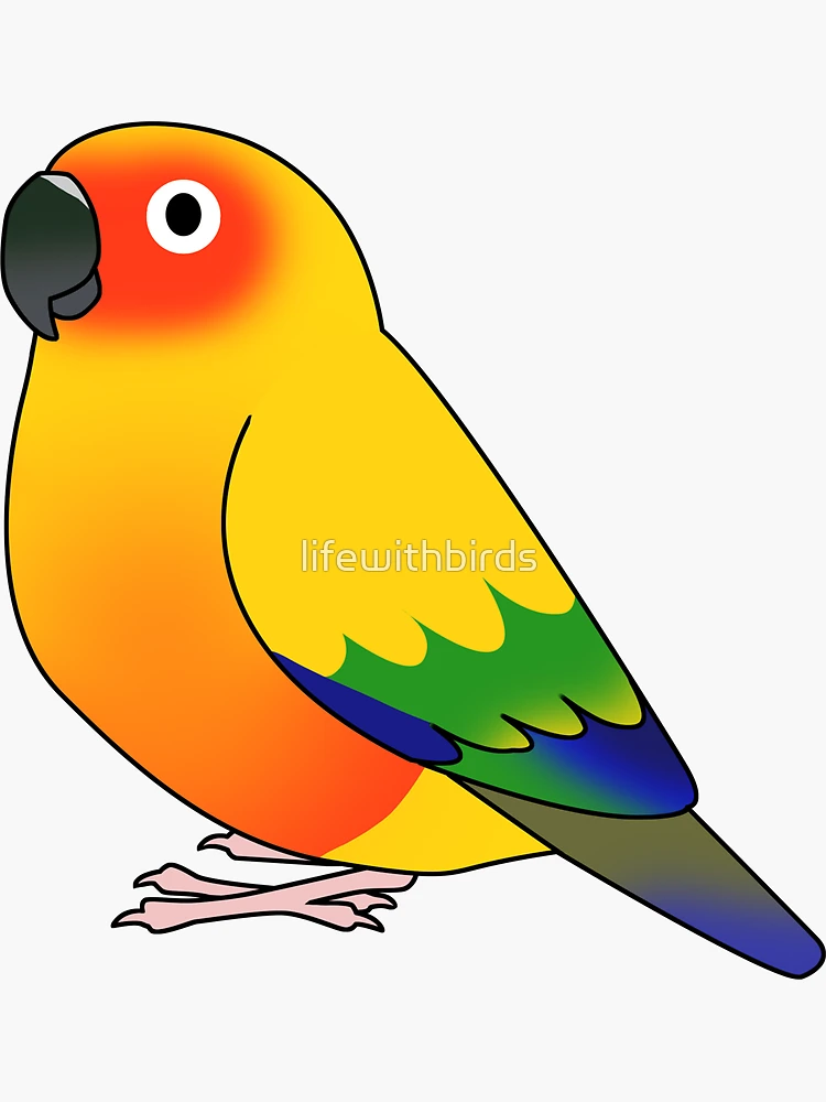 Conure Parrot Drawing