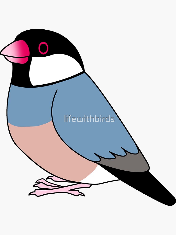 "Cute java sparrow cartoon drawing" Sticker for Sale by lifewithbirds ...