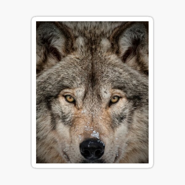 "Timber Wolf" Sticker for Sale by WolvesOnly | Redbubble