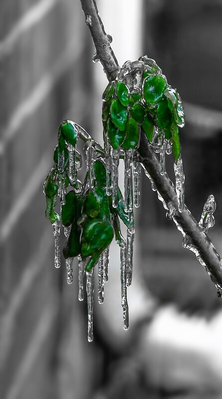 "Frozen Rose Bush" by Masha-Gr | Redbubble