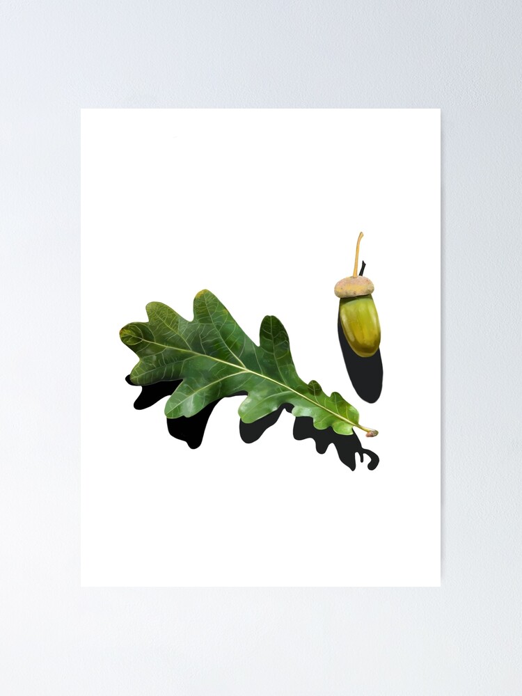"Acorn Oak Leaf" Poster for Sale by Wondersofwhimsy | Redbubble
