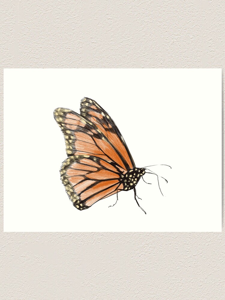 "Monarch butterfly drawing" Art Print for Sale by Vilmaesthetics ...