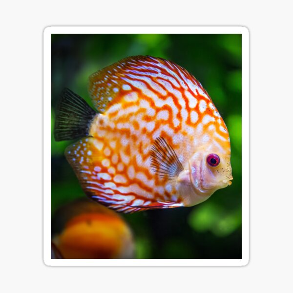 "discus fish" Sticker for Sale by Fayad-Art | Redbubble