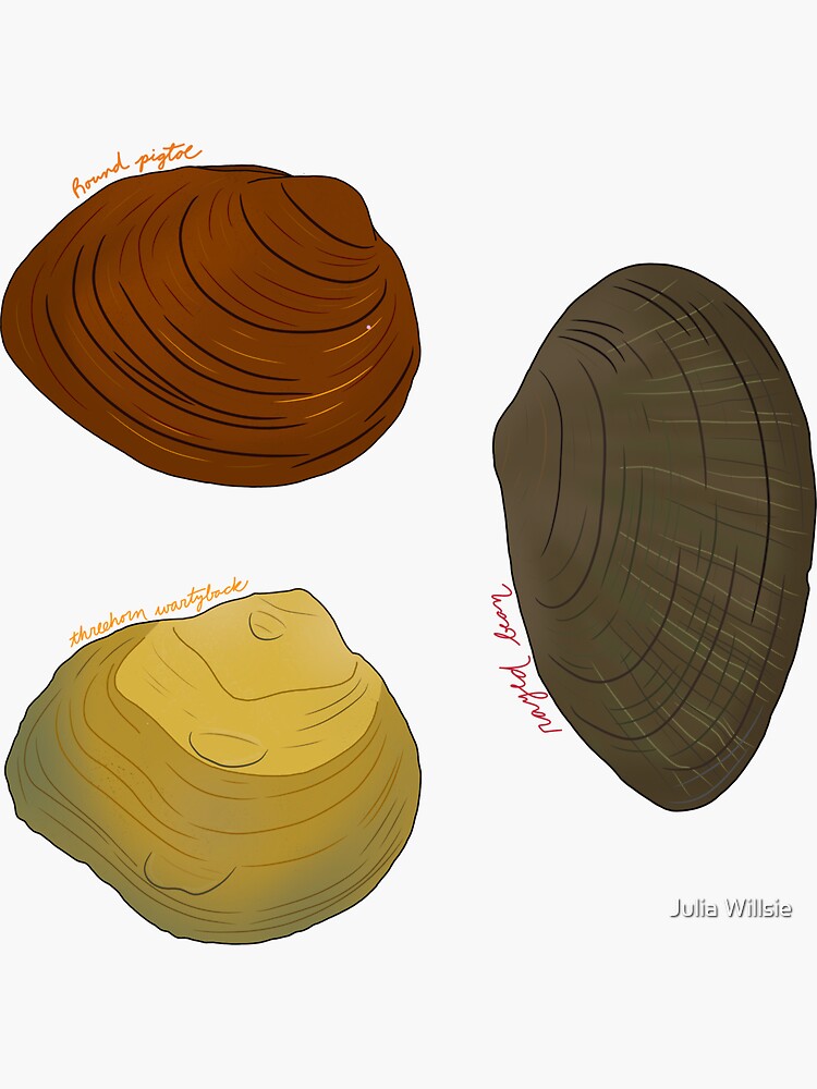 "Freshwater Mussel Pack 3.0" Sticker for Sale by willsiej | Redbubble