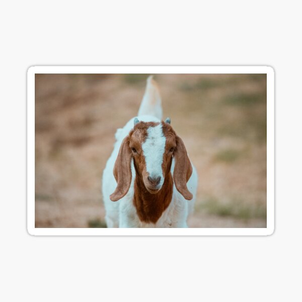 "Boer doe" Sticker by jacindasgarner | Redbubble