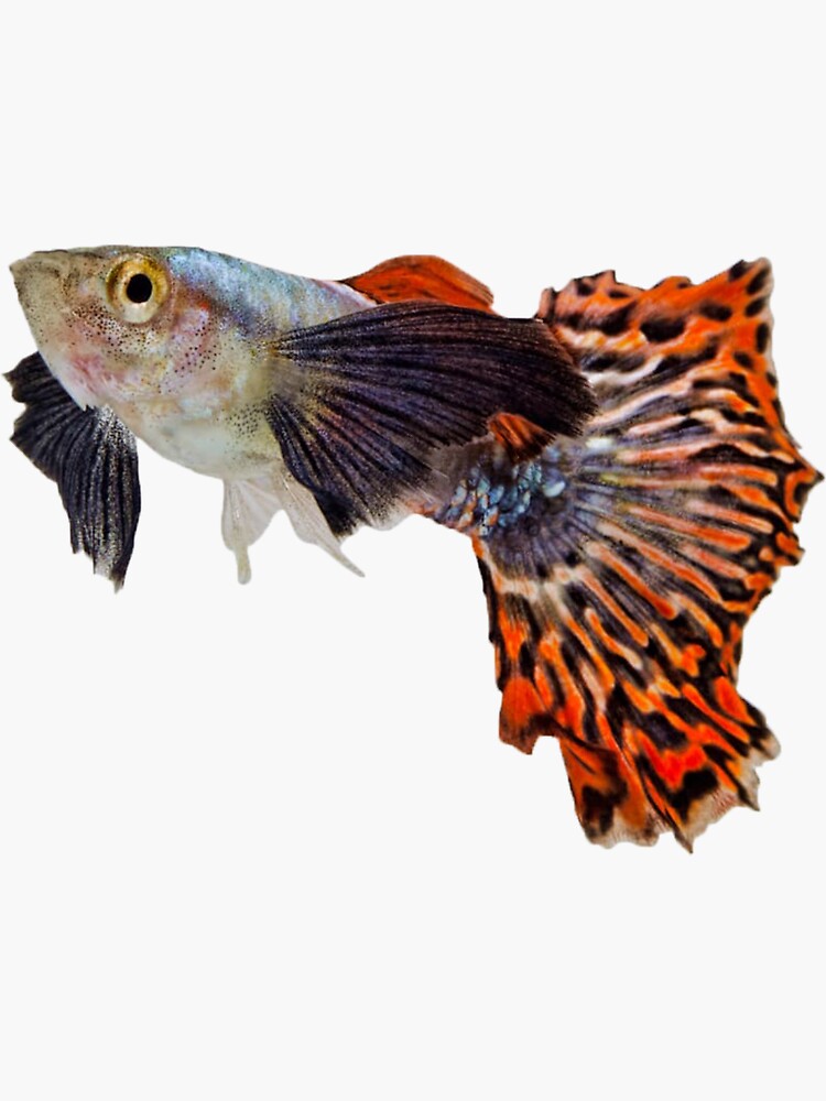 "Male Elephant Ear Guppy (Poecilia reticulata) - For all Guppy lovers ...