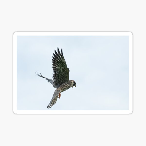 "Falcon" Sticker for Sale by nwiggerman | Redbubble