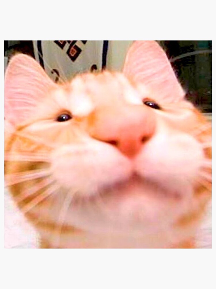 "Close up cat meme " Sticker by LightningBPlayz | Redbubble