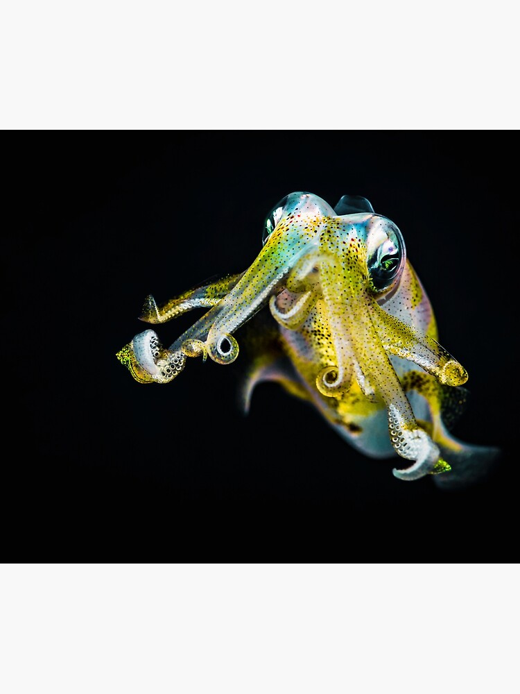 "squid photo with high resolution quality" Poster for Sale by ...