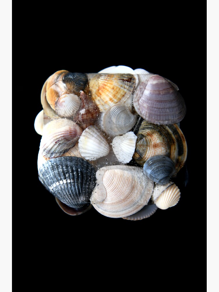 "diverse shells in ice" Sticker for Sale by Adrikul | Redbubble