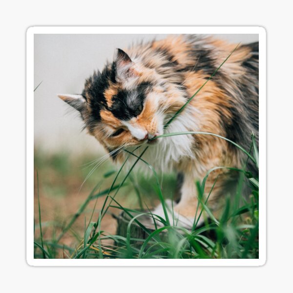 "Sweetest design for cute innocent cats" Sticker for Sale by HIGDV ...