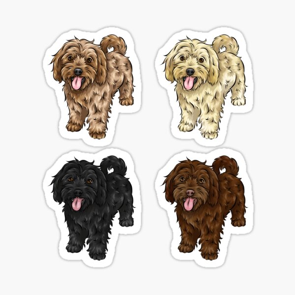 "Cavapoo Collection | Ginger | Black | Yellow | Chocolate | Cute Dog ...