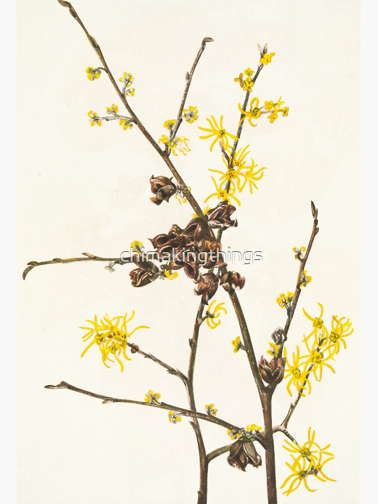 "Witch-hazel - Botanical Illustration" Sticker for Sale by ...