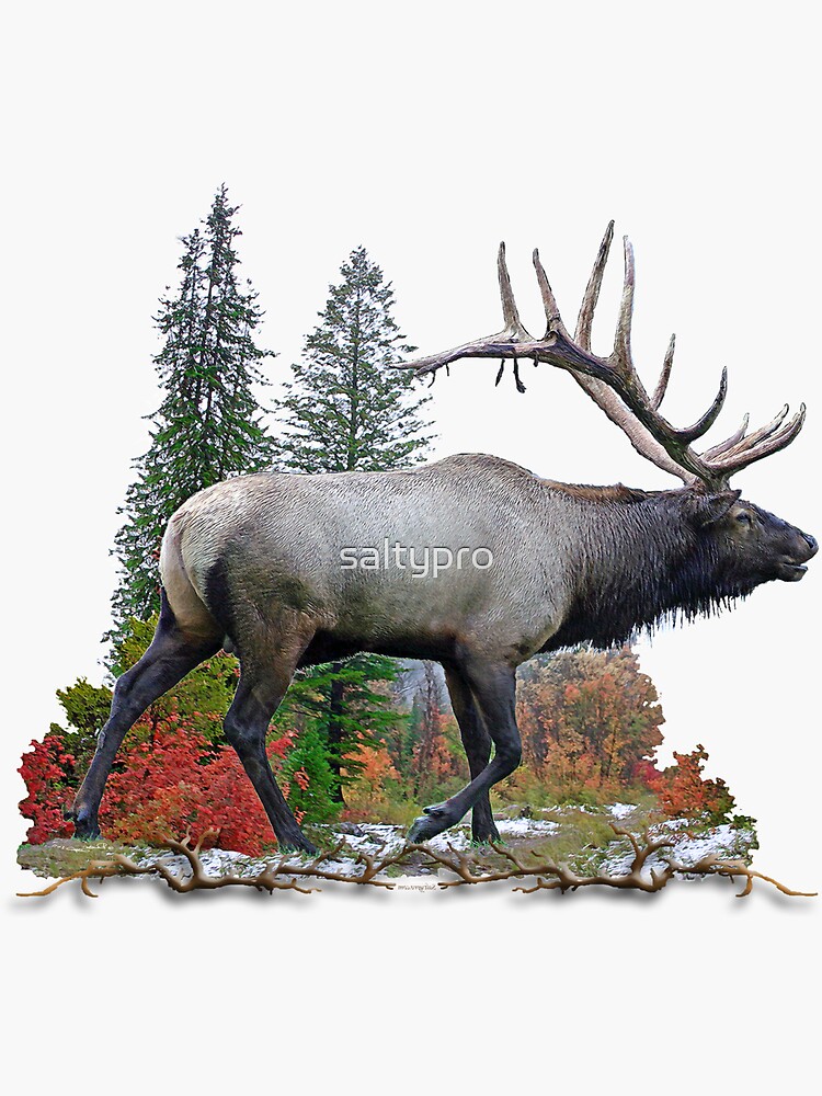 "Bull elk" Sticker for Sale by saltypro | Redbubble