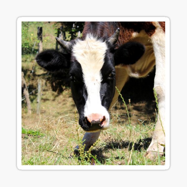 "Cow cows beef cattle farmers animals" Sticker for Sale by Reikara ...