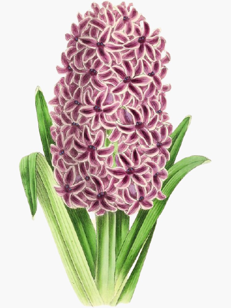 "Purple hyacinth" Sticker for Sale by oilpastelprint | Redbubble