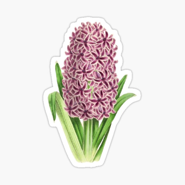 "Purple hyacinth" Sticker for Sale by oilpastelprint | Redbubble