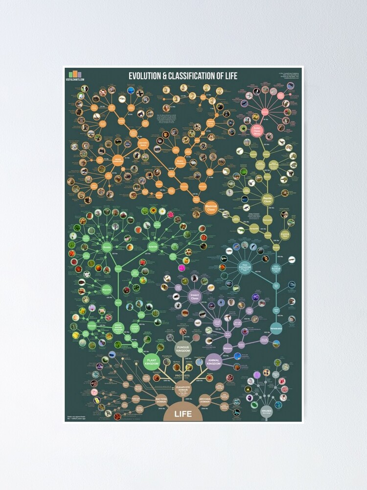 "Evolution And Classification of Life" Poster for Sale by ...