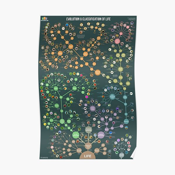 "Evolution And Classification of Life" Poster for Sale by ...