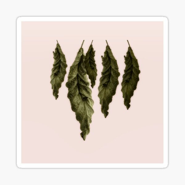 "Dry Hazel Leaves" Sticker for Sale by Qvist-Art | Redbubble