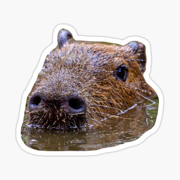 "Swimming Capybara" Sticker for Sale by Dalyn | Redbubble