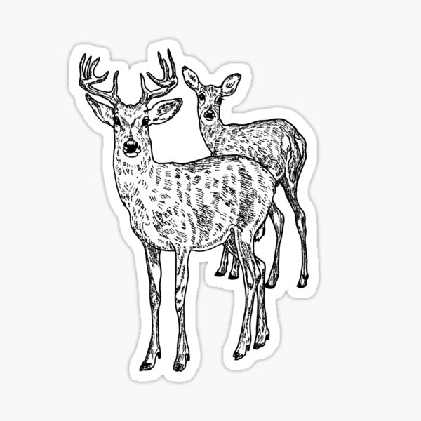 "Deer, Buck and Doe" Sticker for Sale by kalaeja | Redbubble