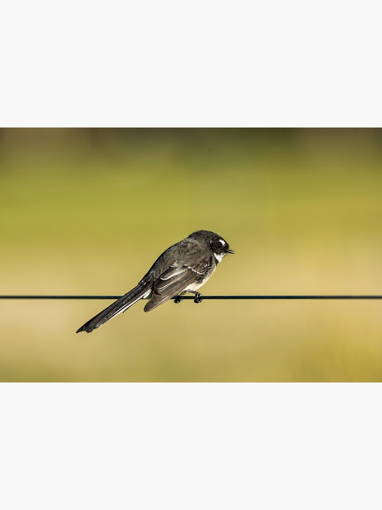 "Grey Fantail - Cranky Fan" Sticker by hayleymclarke | Redbubble