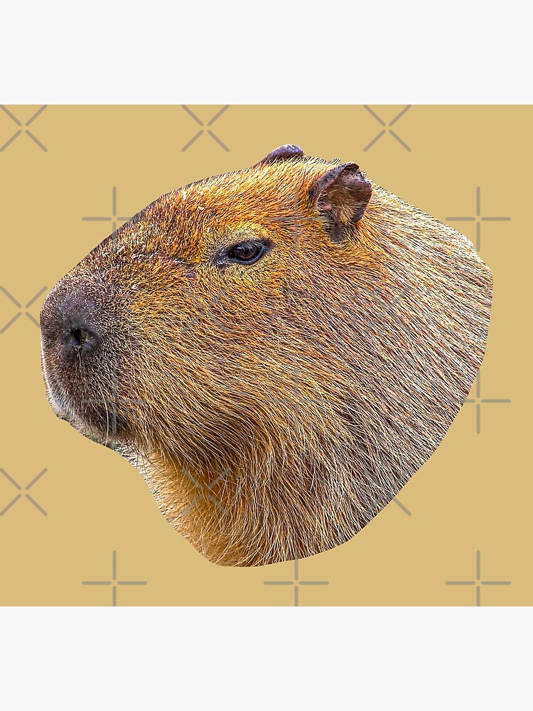 "Capybara Face" Poster for Sale by Dalyn | Redbubble