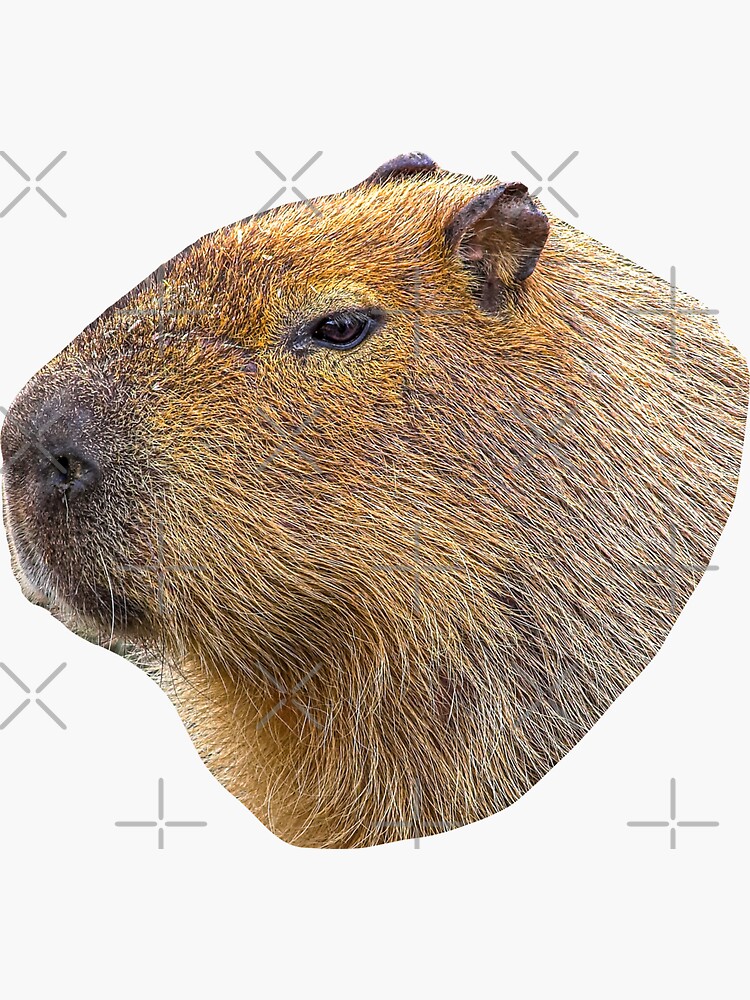 "Capybara Face" Sticker for Sale by Dalyn | Redbubble