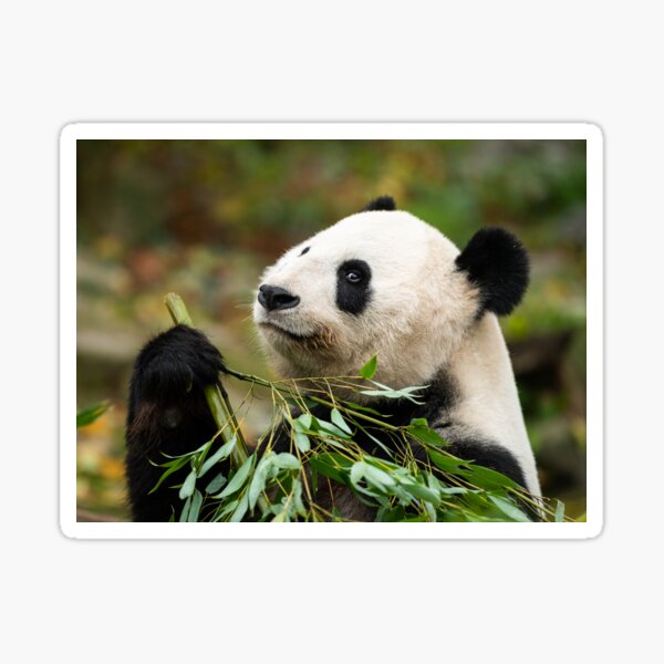 "A young giant panda" Sticker for Sale by coboflupi | Redbubble