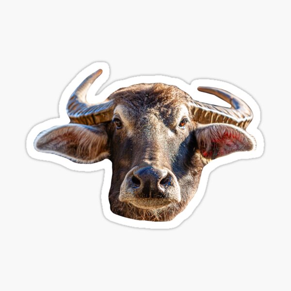 "Water Buffalo head" Sticker by Dalyn | Redbubble