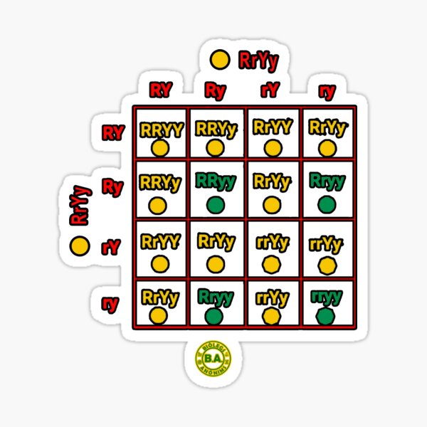 "Punnet square genetics" Sticker by greenpunkart | Redbubble