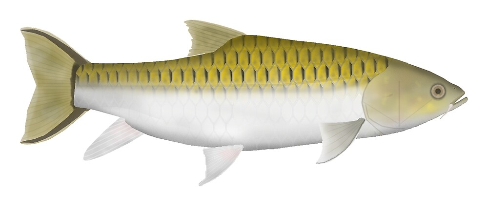 "Thai Mahseer" by fishfolkart | Redbubble