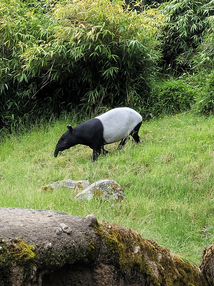 "Panda Pig" Sticker by Djjin66 | Redbubble