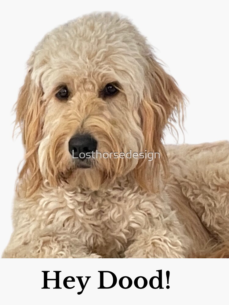 "Hey Dood! Golden Doodle Dogs" Sticker for Sale by Losthorsedesign ...