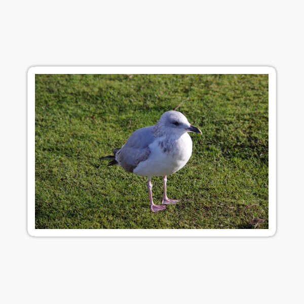 "European Herring Gull" Sticker for Sale by CORNISHPHOTOS | Redbubble
