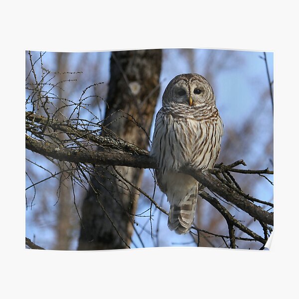 "Silent Understanding" Poster for Sale by locustgirl | Redbubble