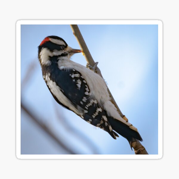 "Downy Woodpecker" Sticker for Sale by WatchedByBirdos | Redbubble