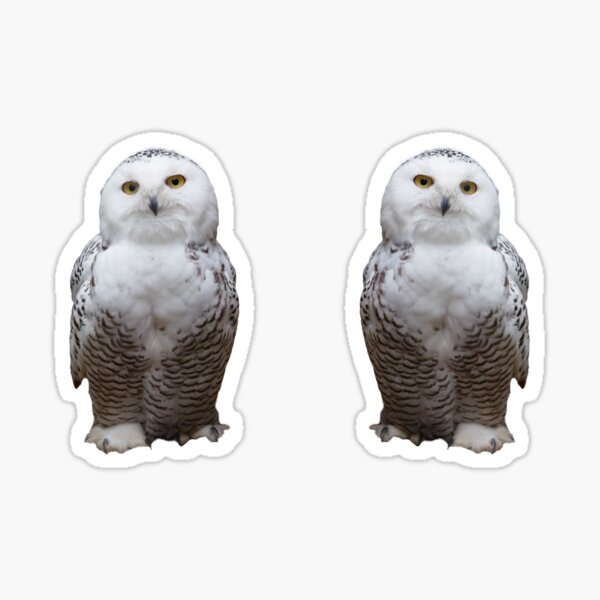 "White Owl Socks" Sticker for Sale by deanworld | Redbubble