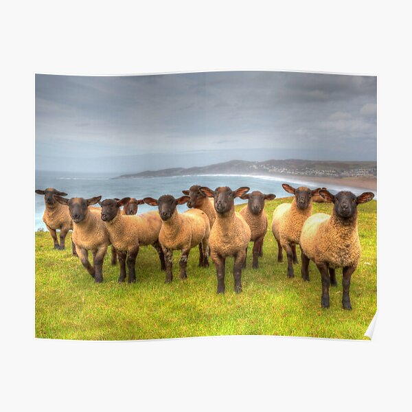 "Black Face Suffolk Sheep Flock" Poster for Sale by acceleratorhams ...