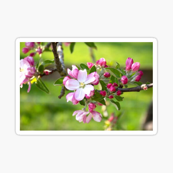 "Beautiful Blossom" Sticker for Sale by BeckmogArt | Redbubble