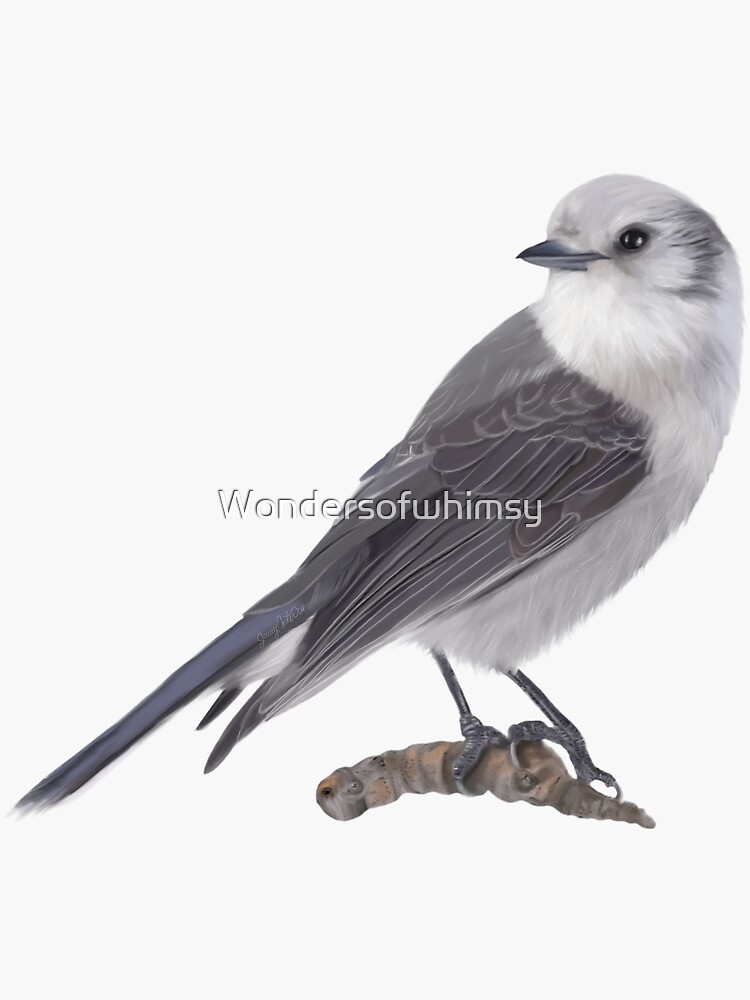 "Gray Jay" Sticker for Sale by Wondersofwhimsy | Redbubble