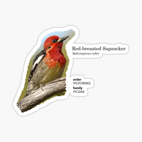 "Red-breasted Sapsucker - Bird Book" Sticker for Sale by adjohnson ...