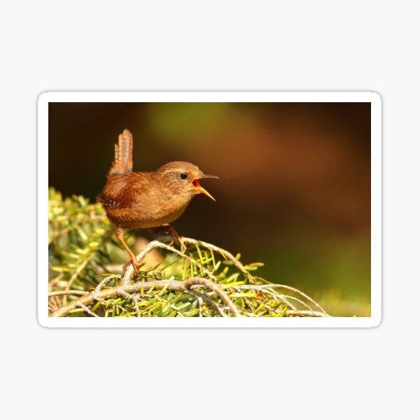 "Pacific Wren" Sticker by adjohnson | Redbubble