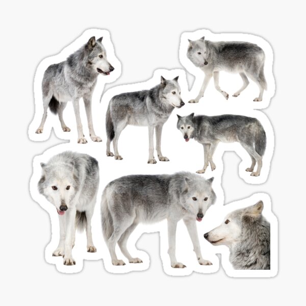"Grey Wolf" Sticker for Sale by AnimalLover4eva | Redbubble