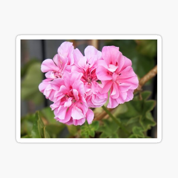 "Pink Geranium" Sticker for Sale by sagram45 | Redbubble
