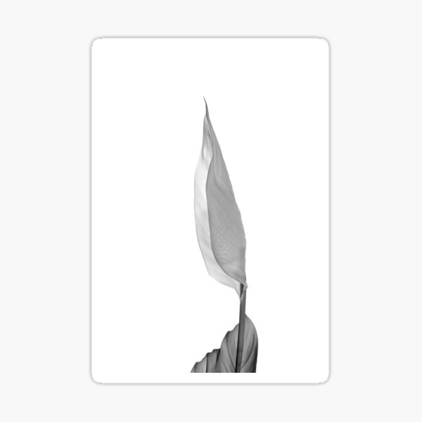 " Peace Lily" Sticker for Sale by silvtom | Redbubble