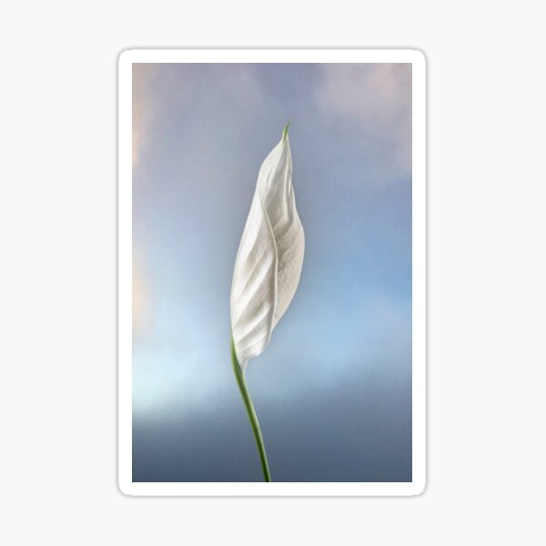 " Peace Lily" Sticker for Sale by silvtom | Redbubble