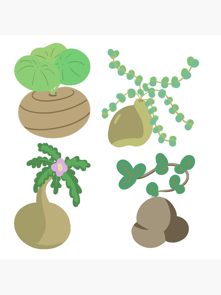 "Caudex Plant Collection" Sticker by Sodivm | Redbubble